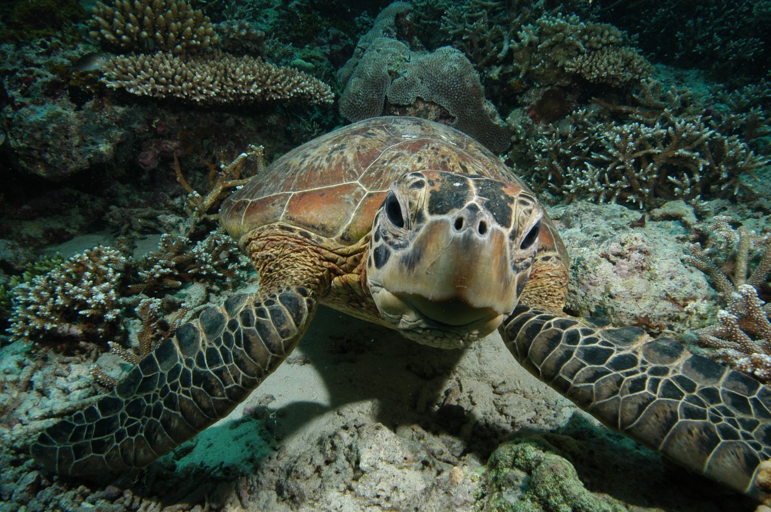 Less Turtle Bycatch, More Marine Diversity