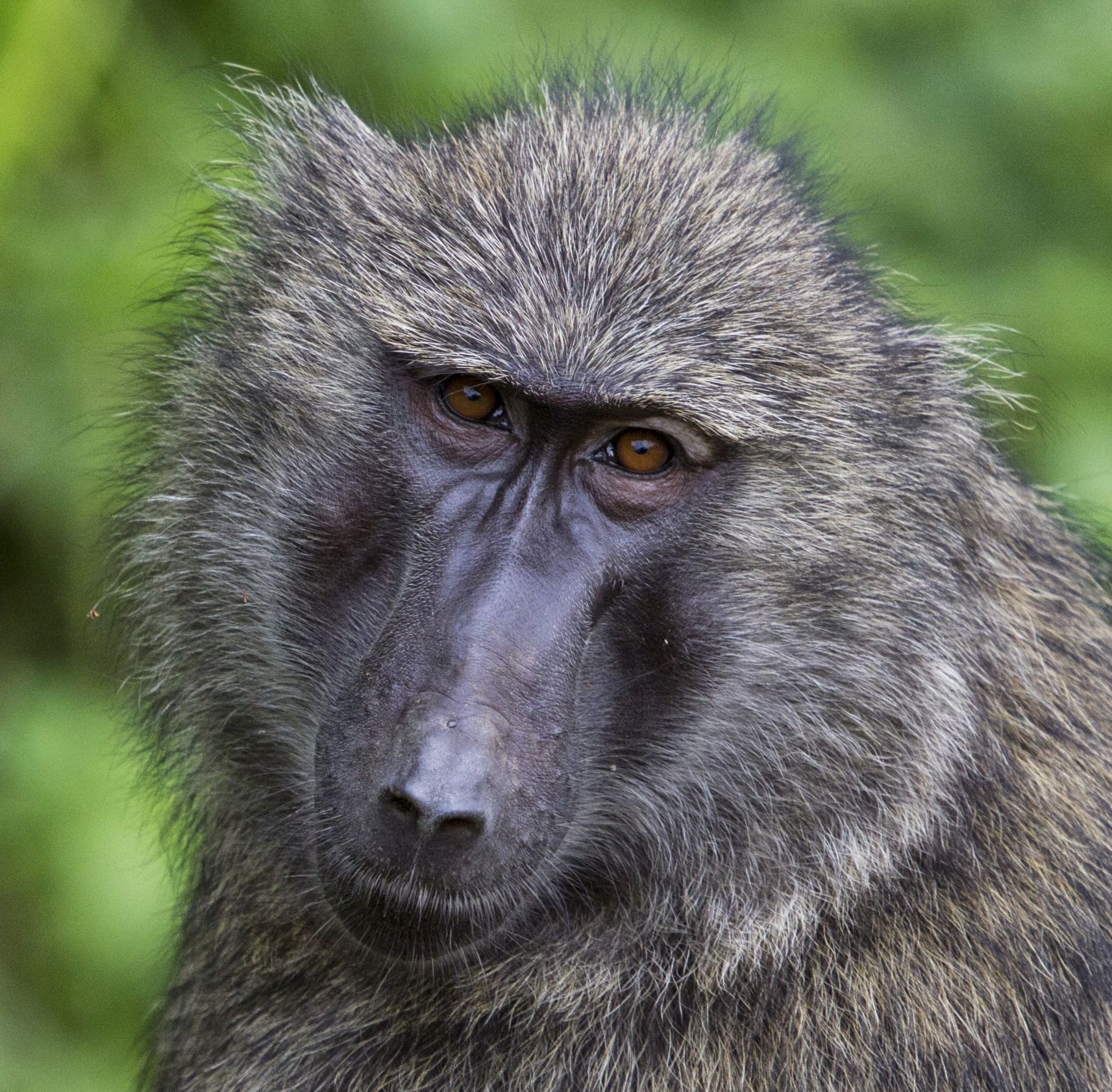 The Queen, the Crown and Conservation