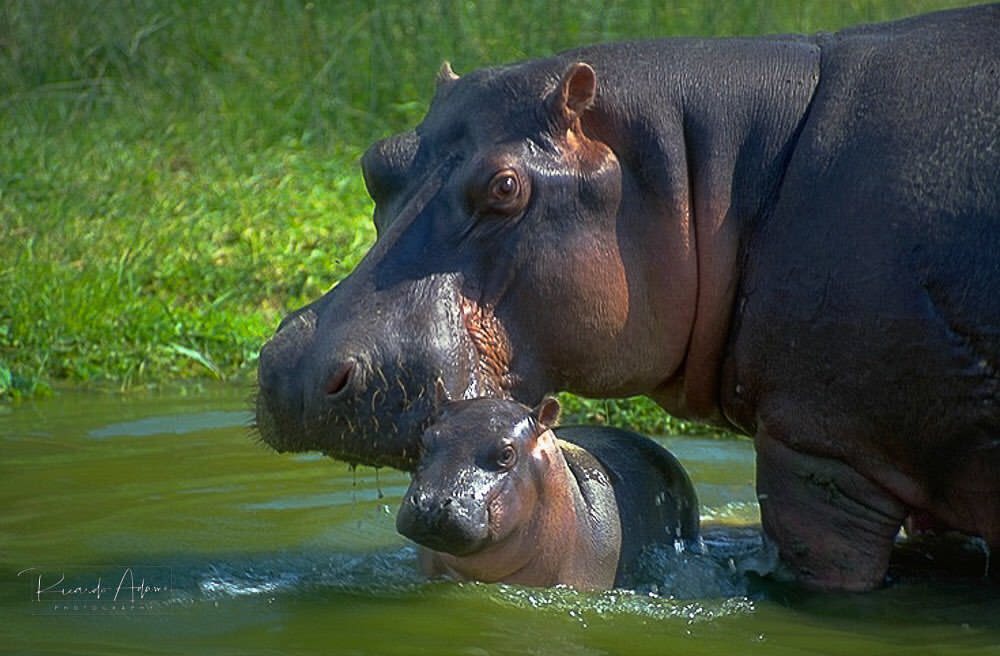 The Queen, the Crown and Conservation